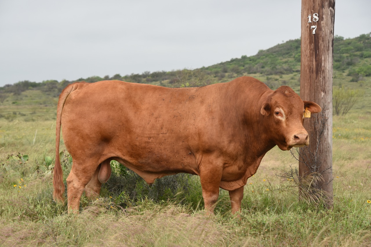 Casey Beefmasters : The Finest of the Beefmaster Breed Since 1948 ...