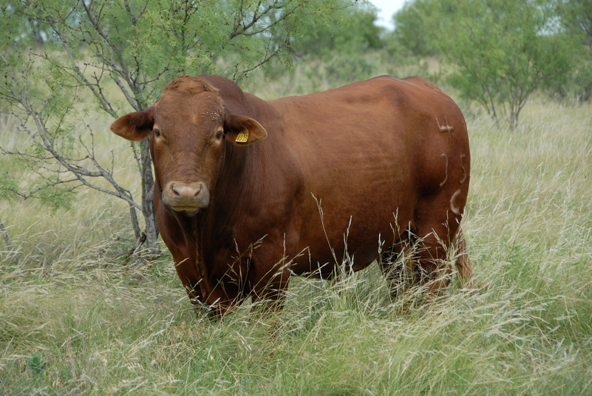 Casey Beefmasters : The Finest of the Beefmaster Breed Since 1948 ...
