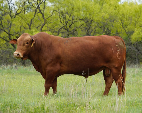 Casey Beefmasters - Cattle for Sale : The Finest of the Beefmaster ...