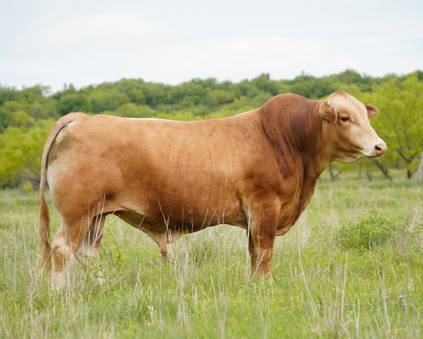 Casey Beefmasters : The Finest of the Beefmaster Breed Since 1948 ...