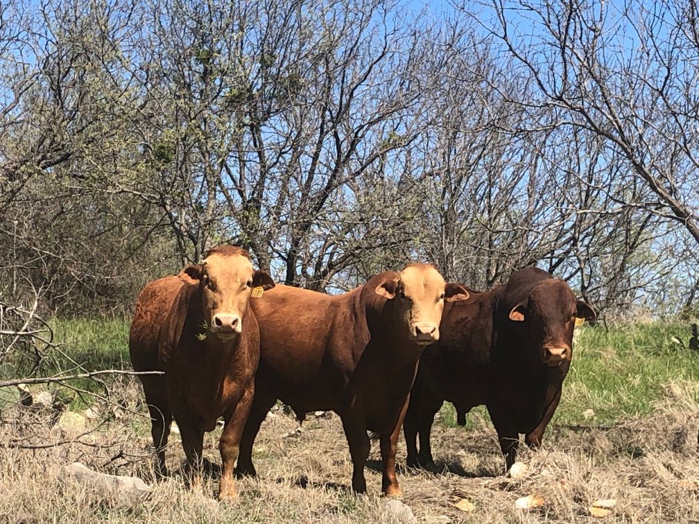 Casey Beefmasters : The Finest of the Beefmaster Breed Since 1948 ...